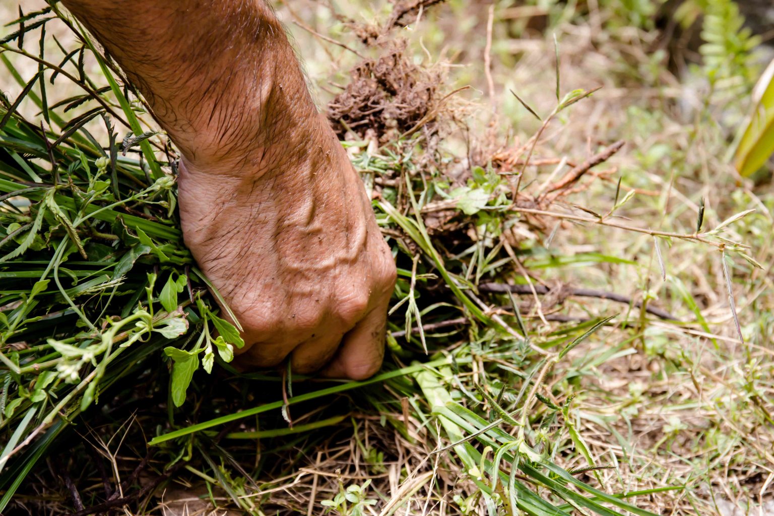 10 Things to Know When Pulling Weeds - A1 Gardening Sydney