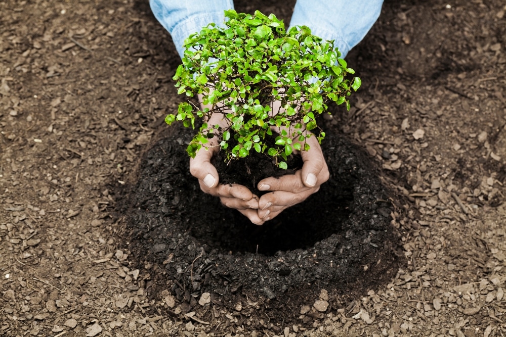 What Makes Autumn the Ideal Season to Plant Trees in Sydney?