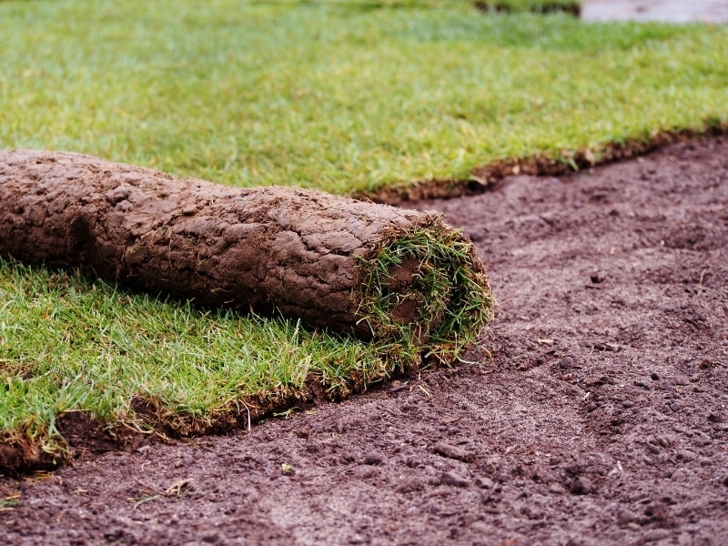 How to Protect Your Turf from Extreme Heat?